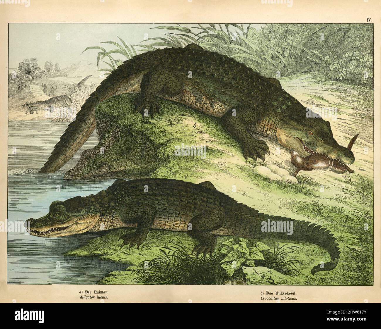 Antique chromo-lithograph with Crocodile, Alligator, Kirby's Natural ...
