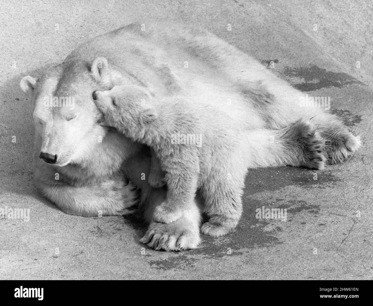 Pipaluk the polar bear cub ventures out of his private den on to the ...