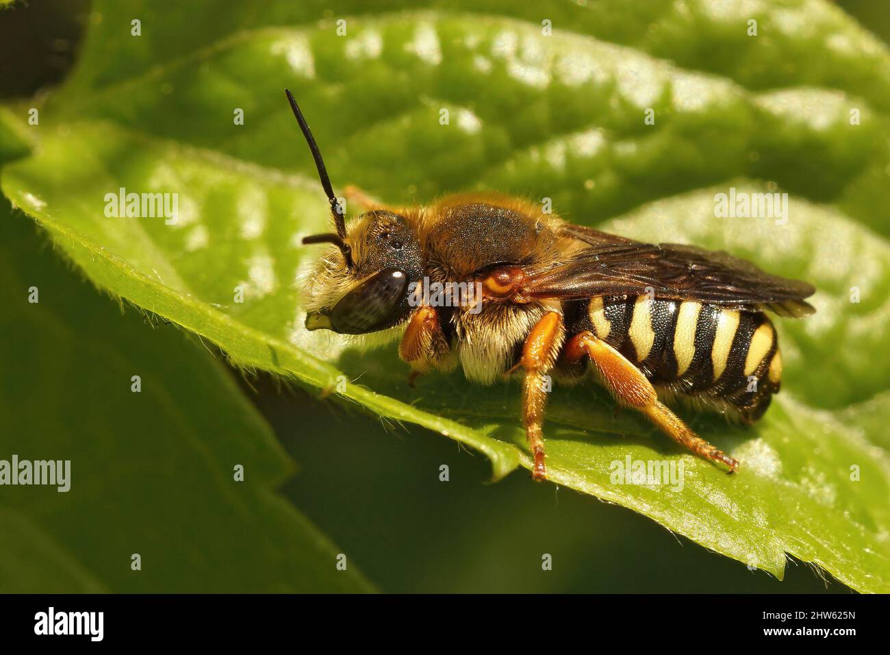 Closeup on the colorful solitary bee, the seven-toothed-red-resin bee ...