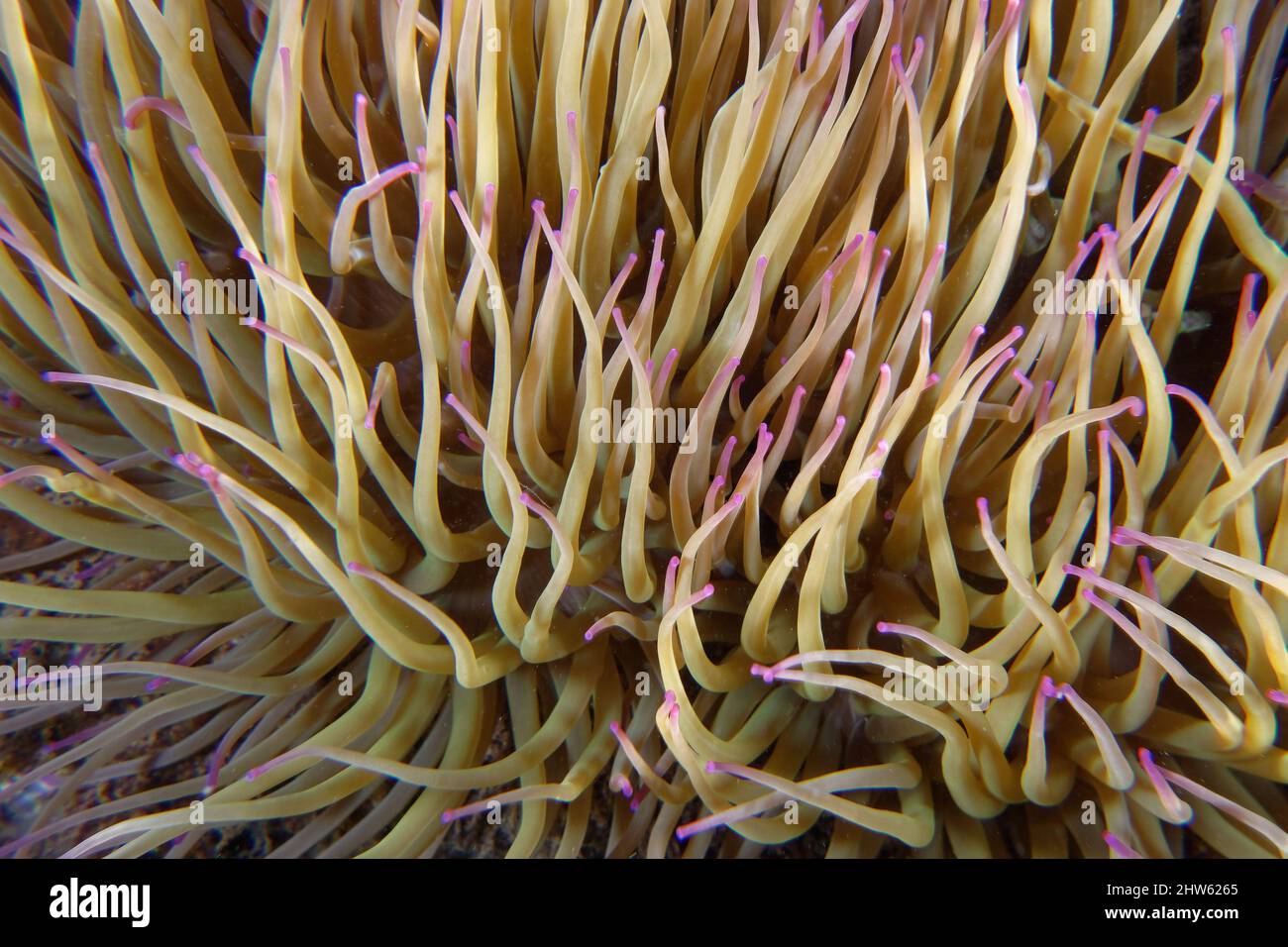 Snakelocks anemone (Anemonia viridis) in Mediterranean Sea Stock Photo ...