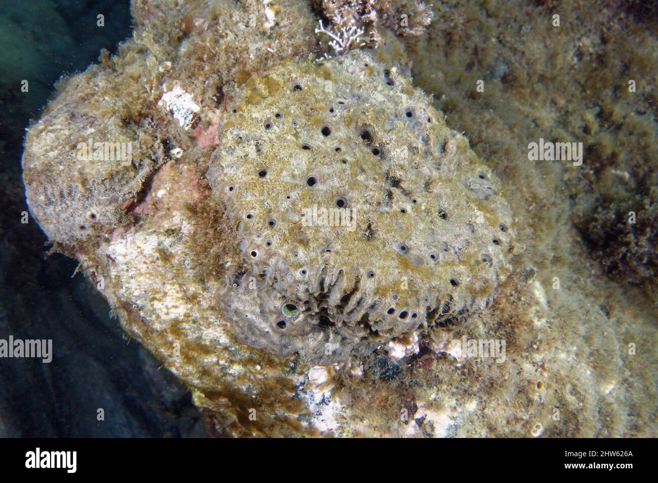 Marine sponge (Ircinia variabilis) in Mediterranean Sea Stock Photo - Alamy