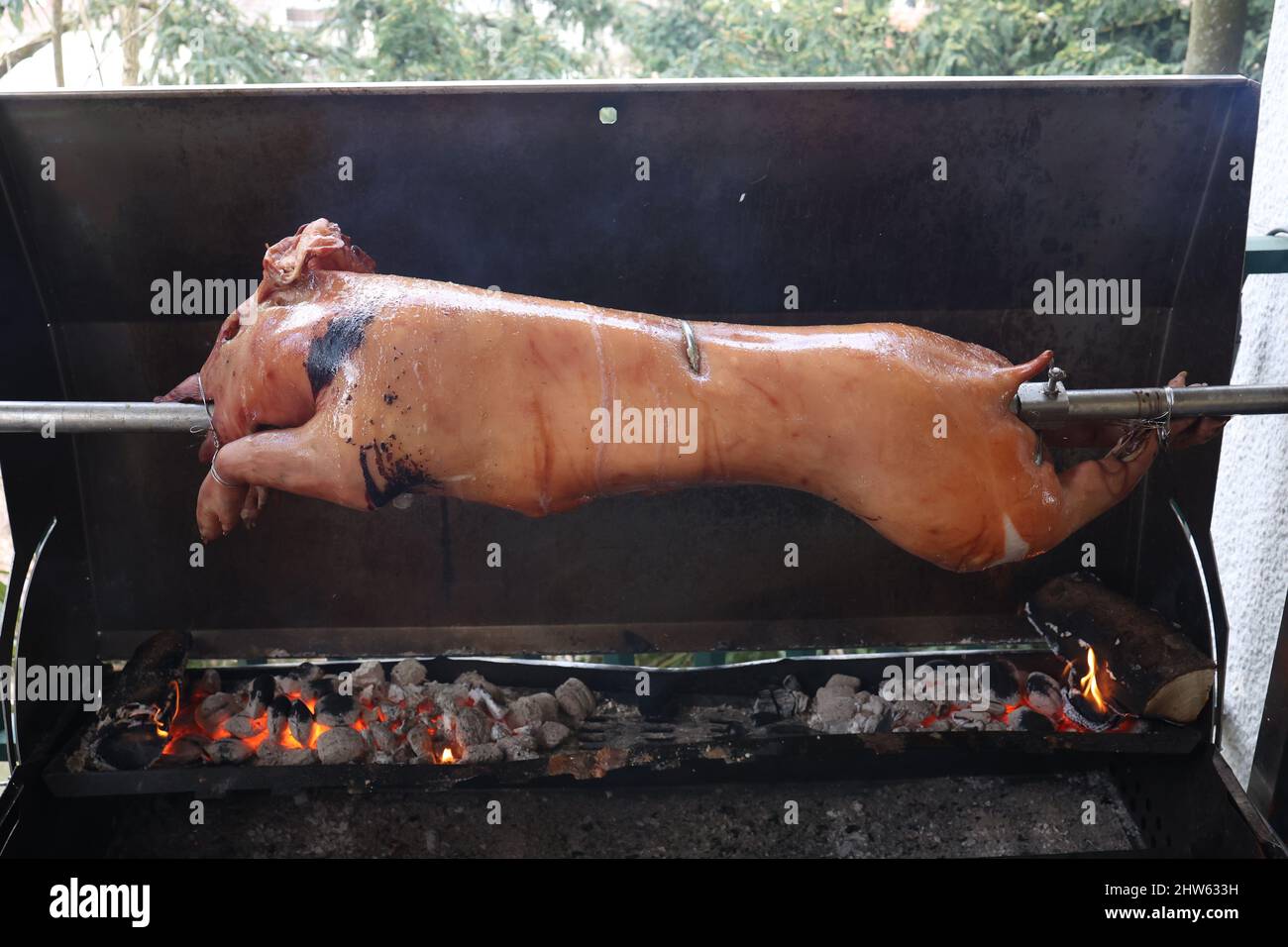 Pig is being grilled slowly on spit in traditional way, cooked with ...