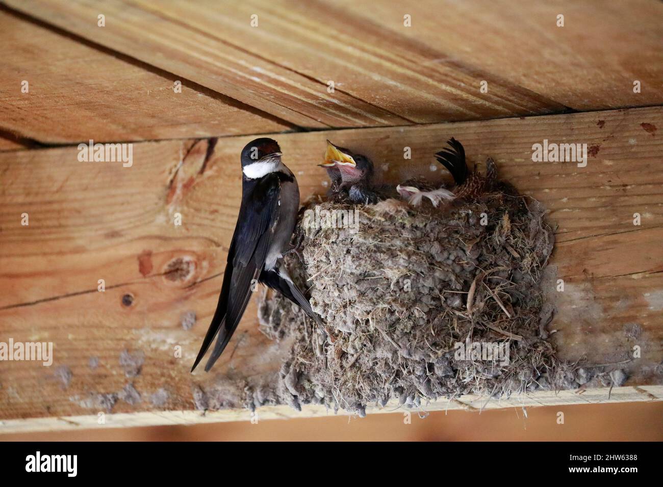 White-throated swallow (Hirundo albigularis) chicks waiting to be fed ...