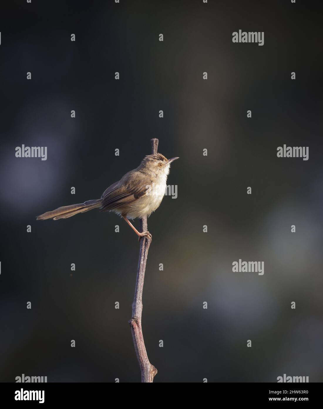 The plain prinia, also known as the plain wren-warbler or white-browed ...