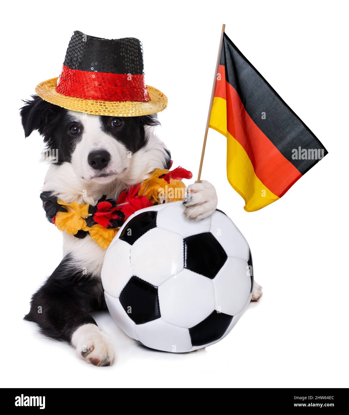 Puppy as German football fan Stock Photo - Alamy