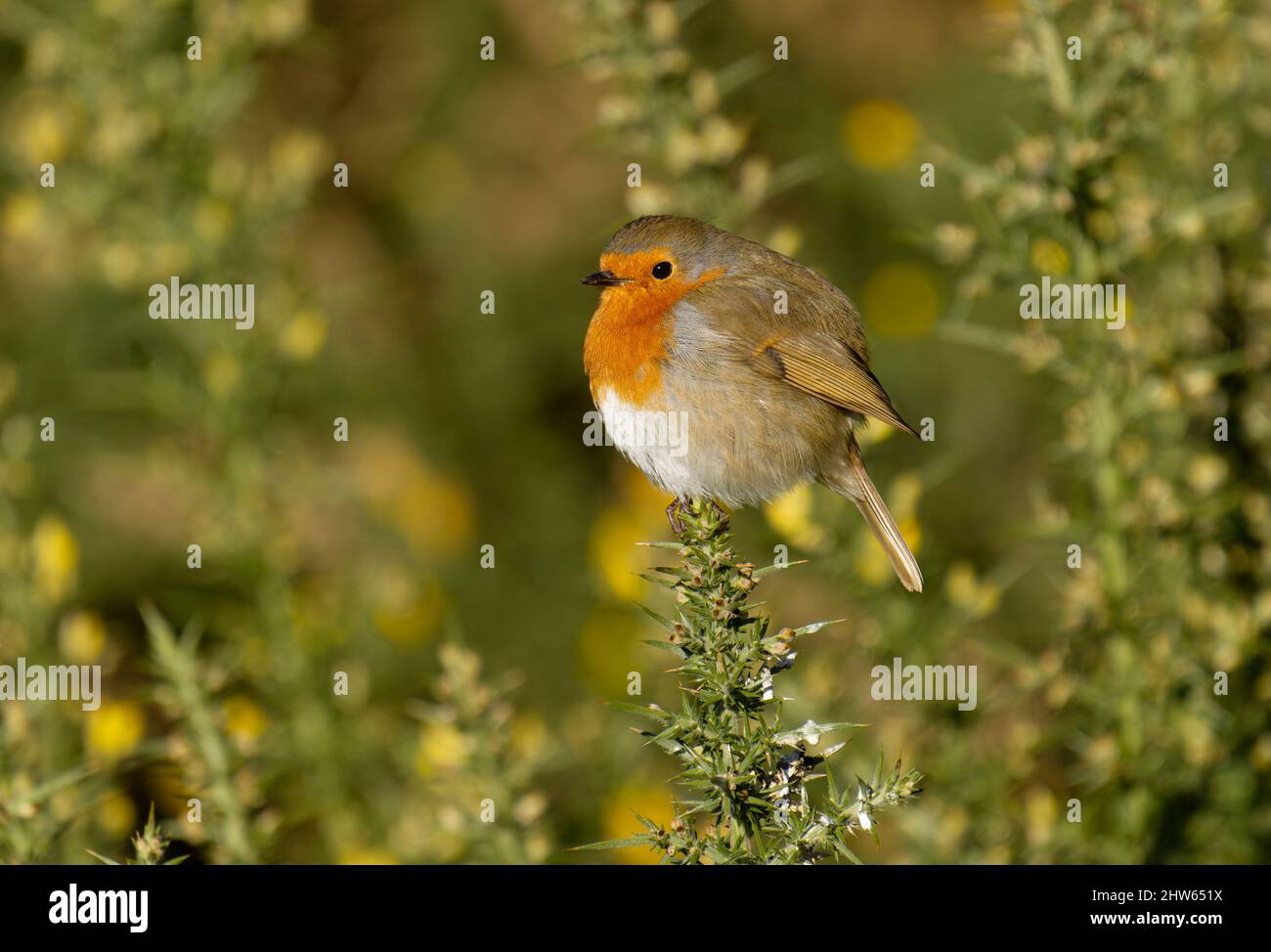 Robin, Erithacus rubecula, single bird on gorse, Sussex, February 2022 ...