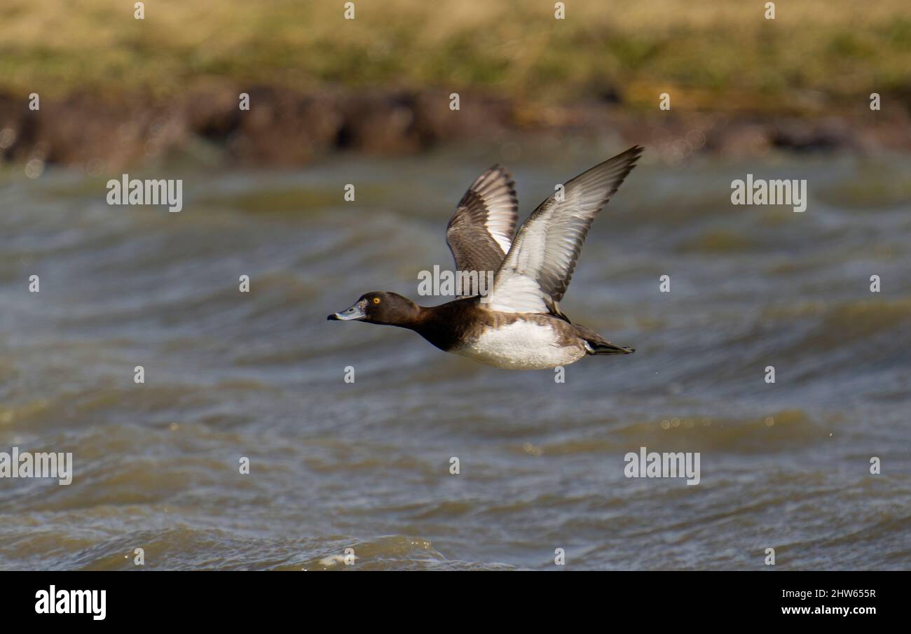 Tufted duck, Aythya fuligula, Single male in flight, Gloucestershire ...