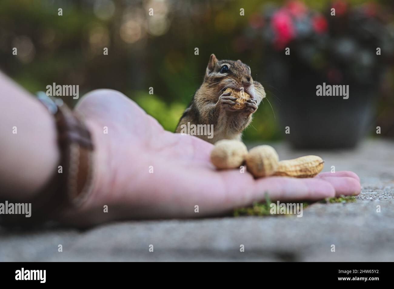Closeup shot of a human feeding the least chipmunk (Neotamias minimus ...