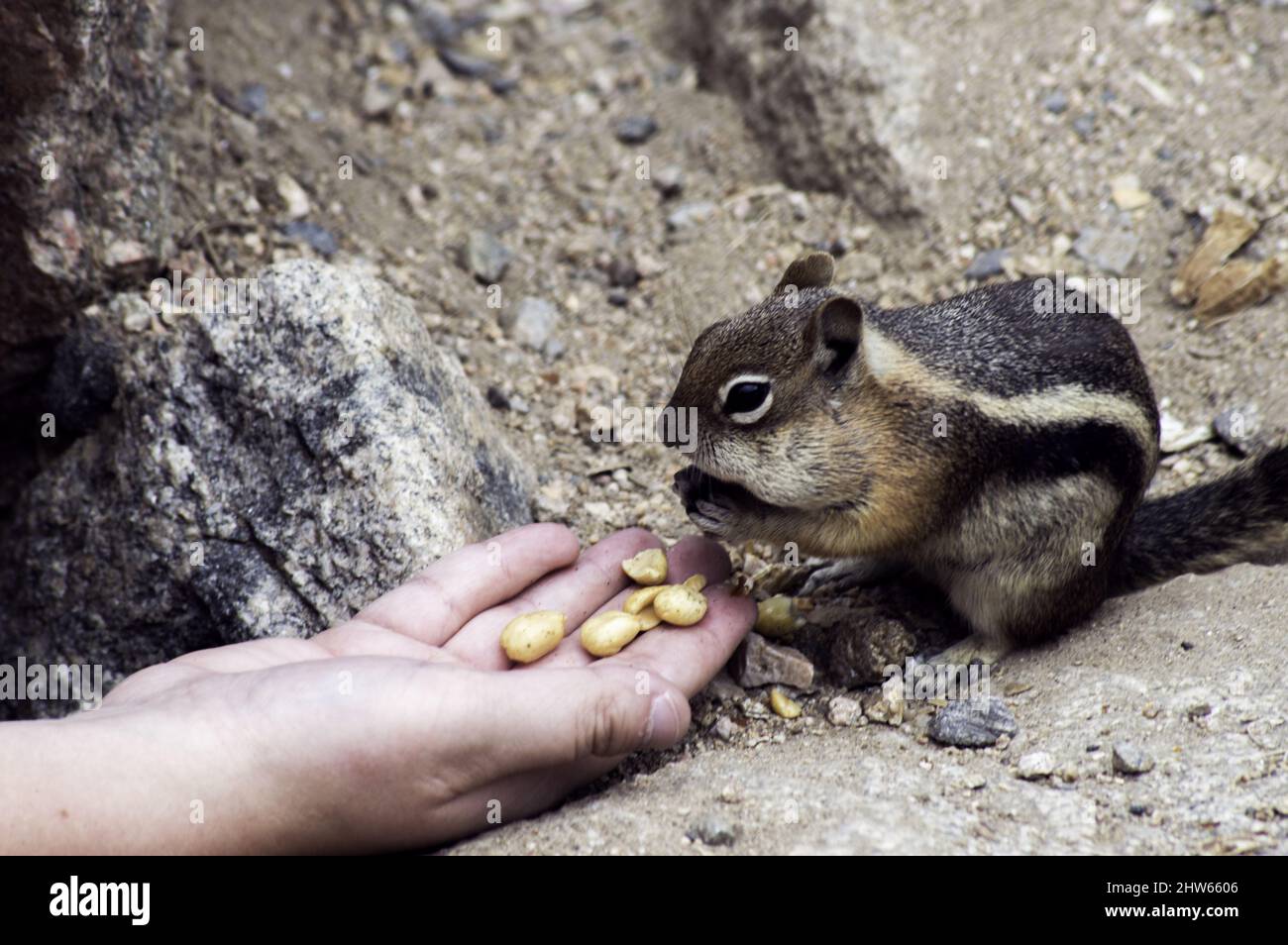 Closeup shot of a human feeding the least chipmunk (Neotamias minimus ...