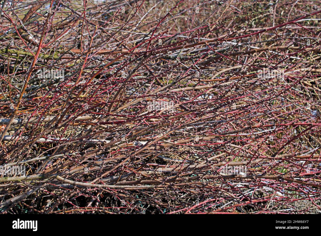 Tree branches with early buds after springtime's cleaning at the ...