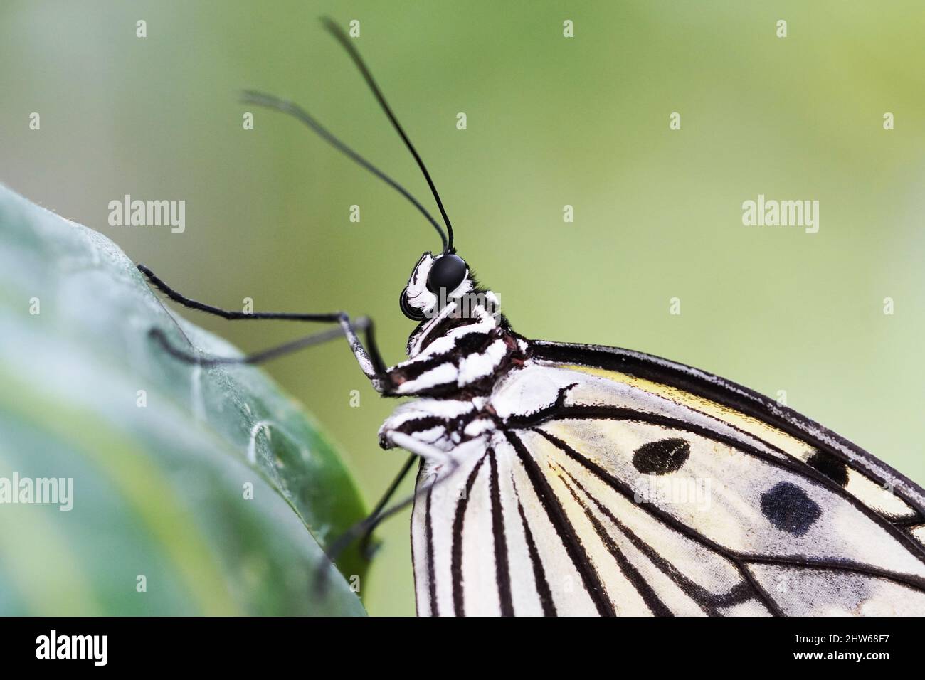 Large tree nymph butterfly sitting hi-res stock photography and images ...