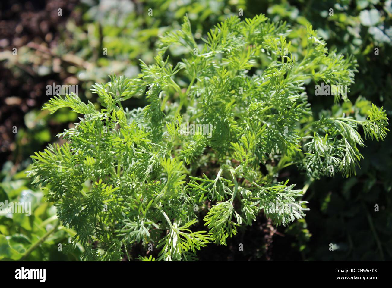 camphor wormwood in the garden Stock Photo - Alamy