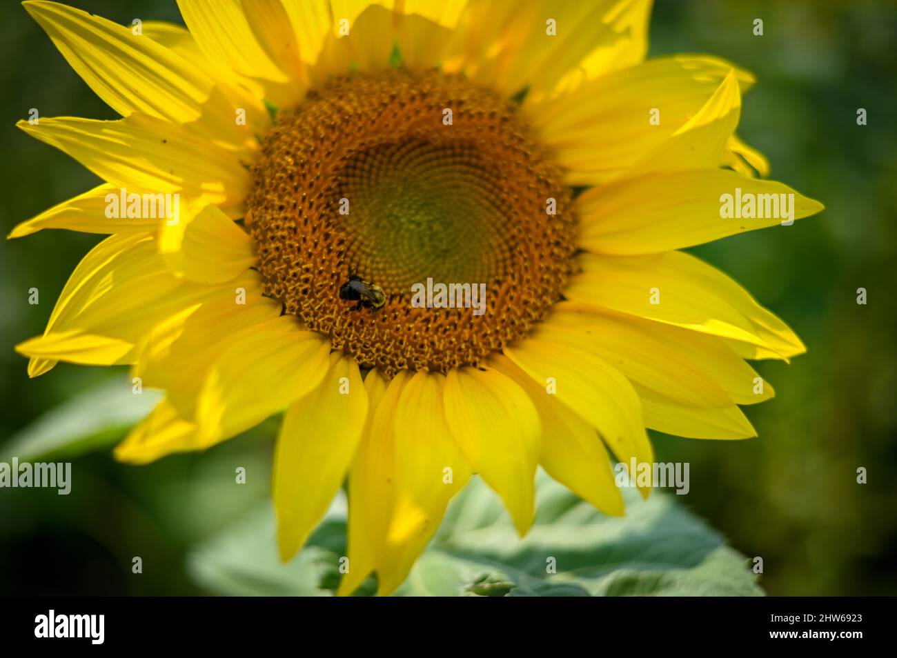 Closeup shot of an insect sitting on a sunflower Stock Photo - Alamy