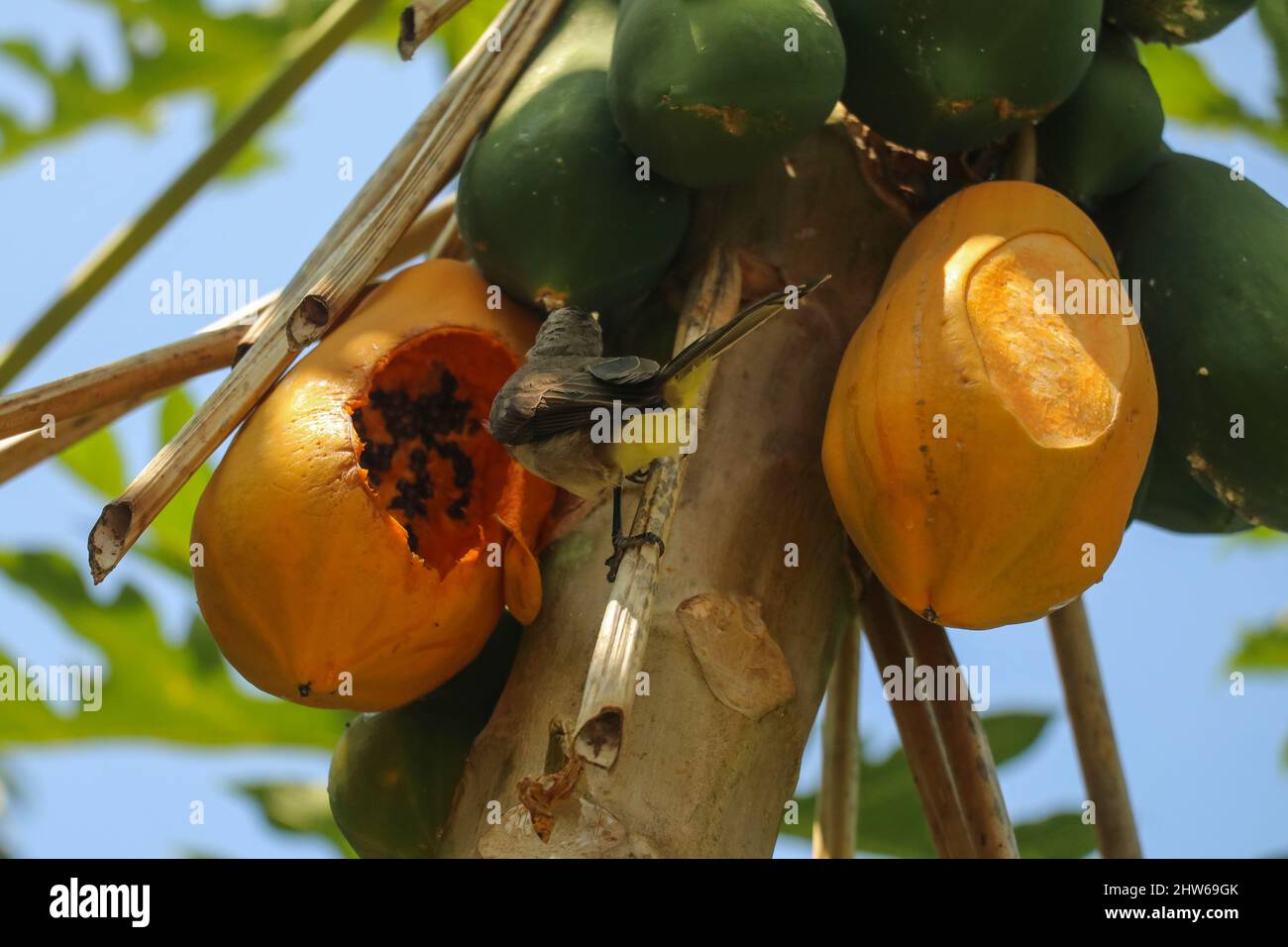 Eastern Yellow vented Bulbul on papaya tree in nature eats seeds and ...