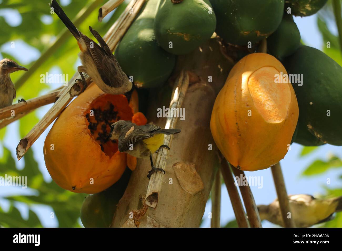Birds eating fruit sitting on tree in tropical jungle forest Stock ...