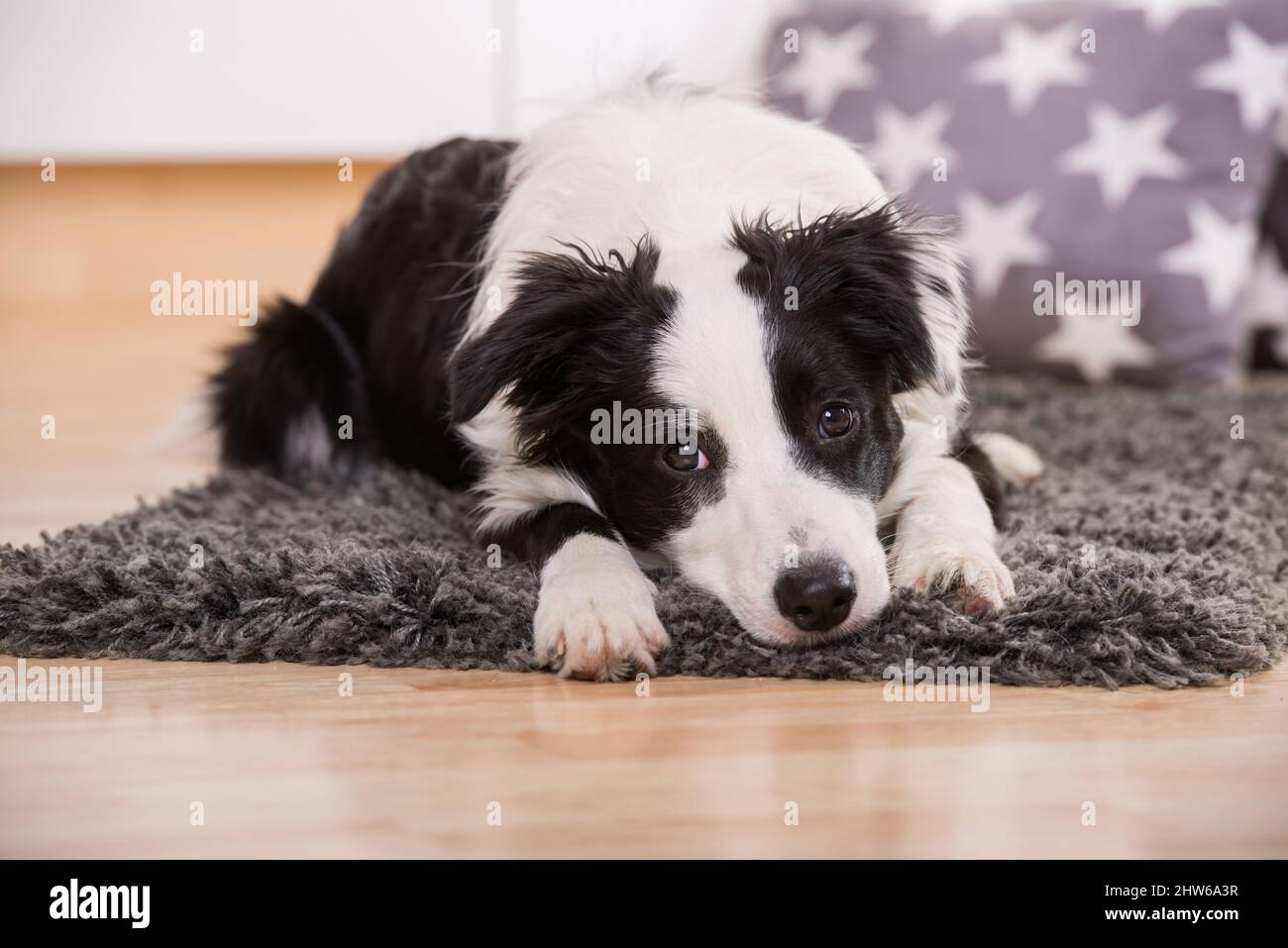 Young border collie dog in a living room Stock Photo - Alamy