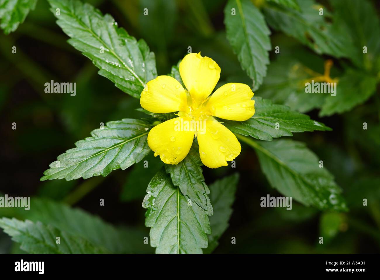 Turnera ulmifolia yellow alder flower hi-res stock photography and ...