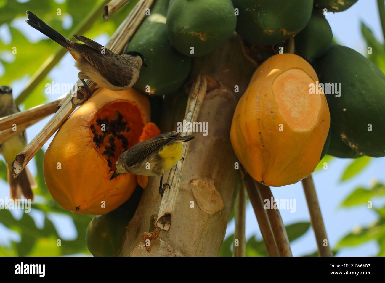 Birds eating ripe fruit on hi-res stock photography and images - Alamy