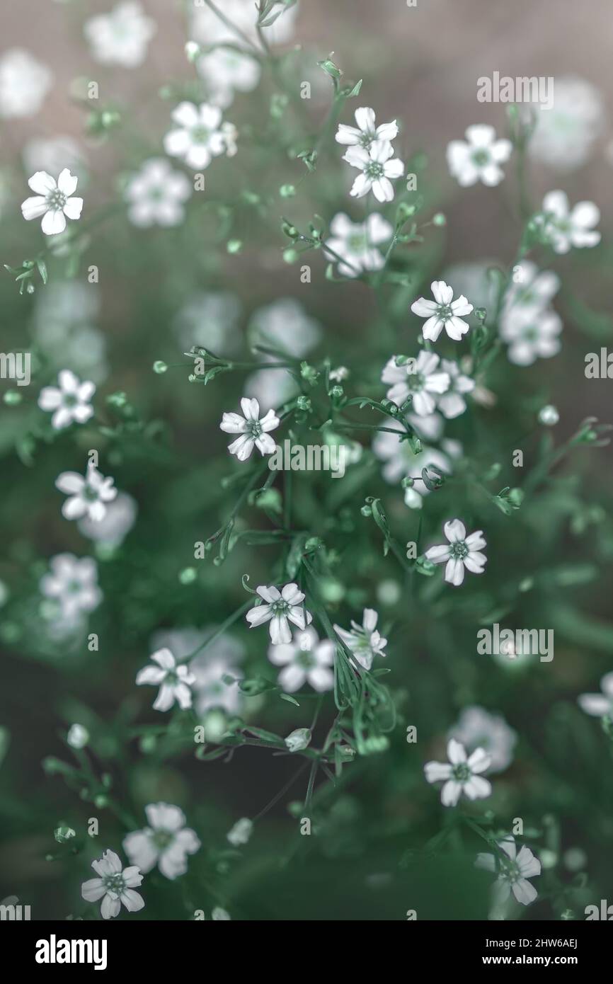Gypsophila up close hi-res stock photography and images - Alamy