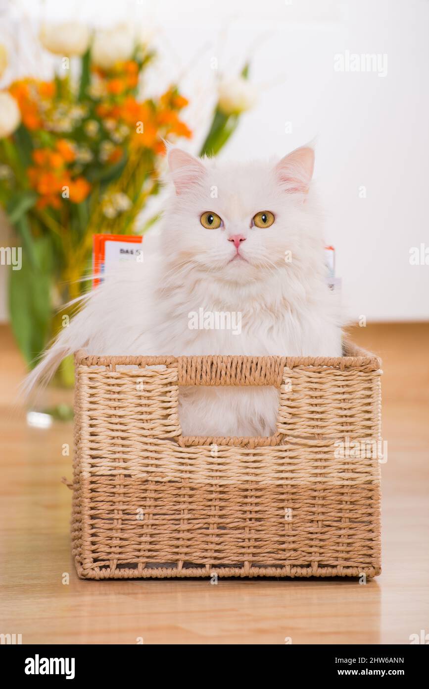 Persian cat in a living room Stock Photo - Alamy