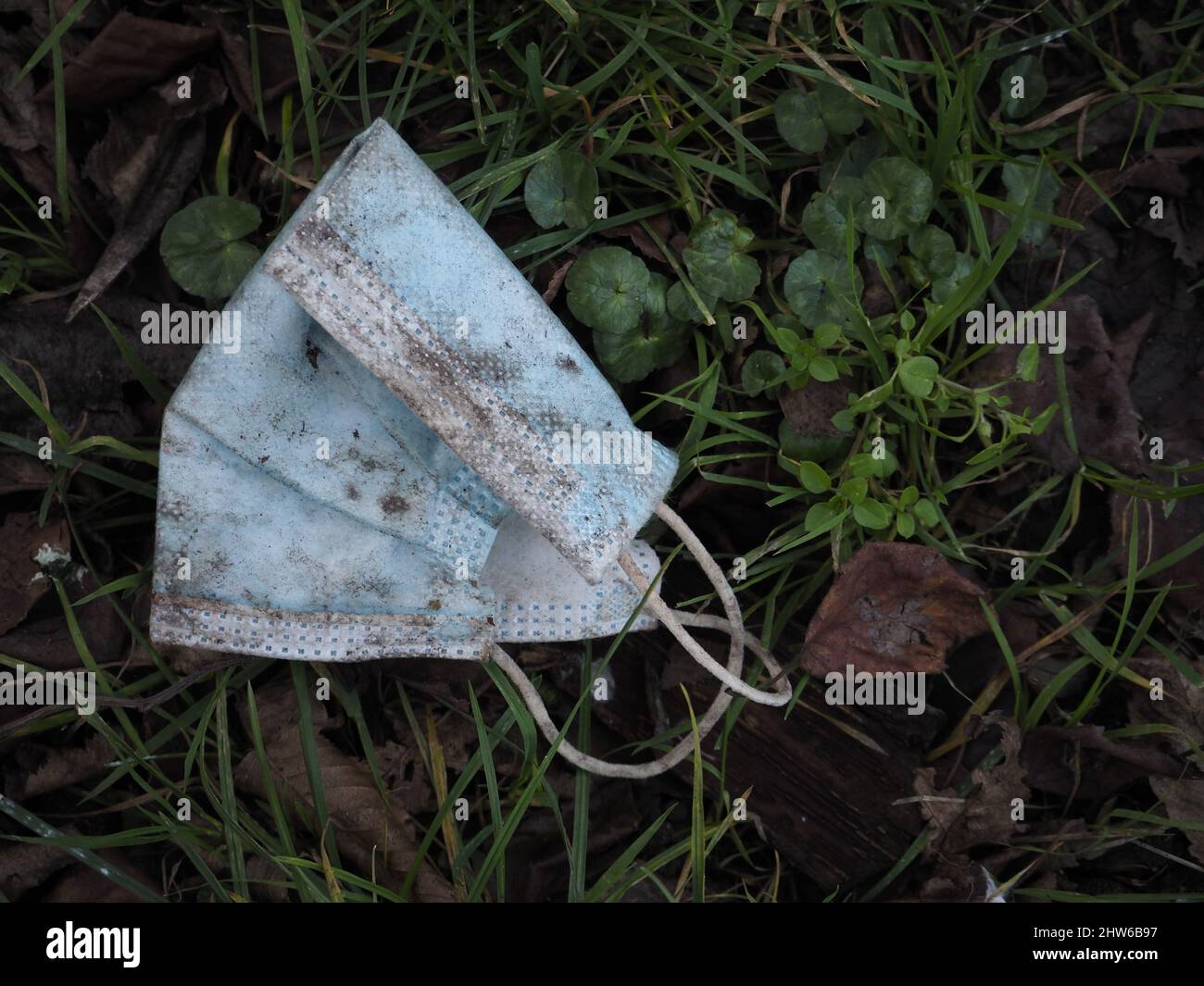 Discarded covid face mask. Themes: litter, trash, pollution, recycling ...