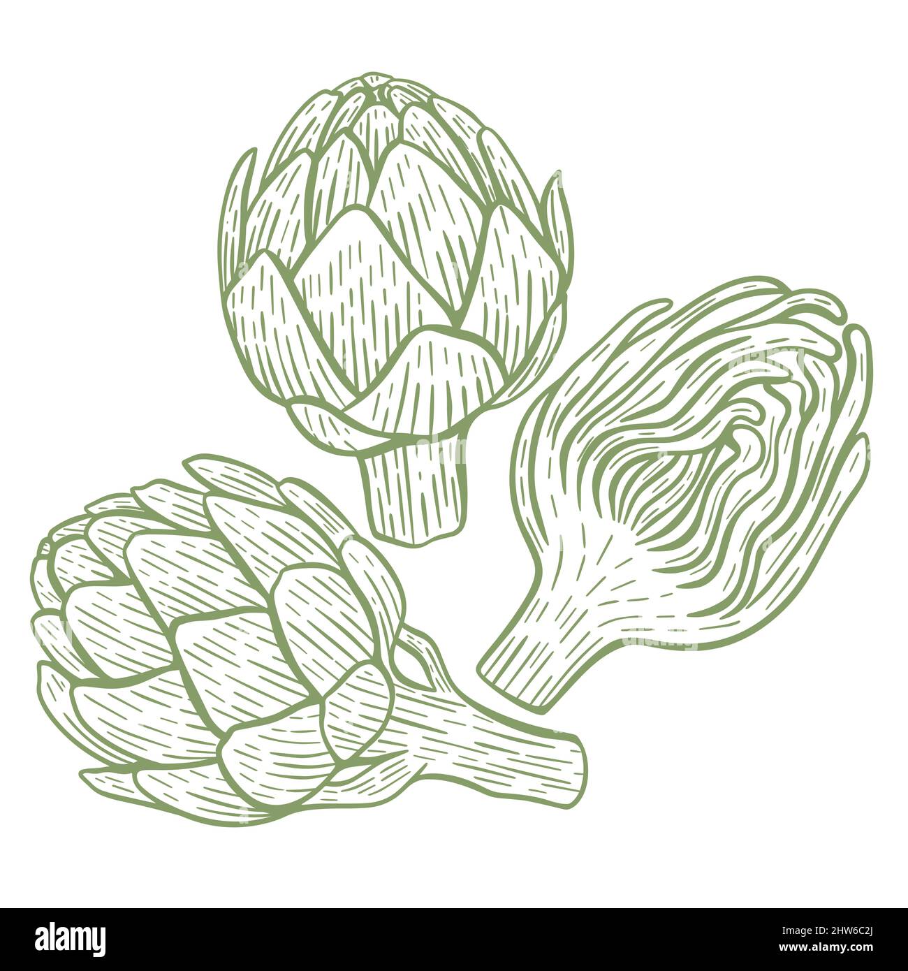 Artichoke hand engraving set Stock Vector Image & Art - Alamy