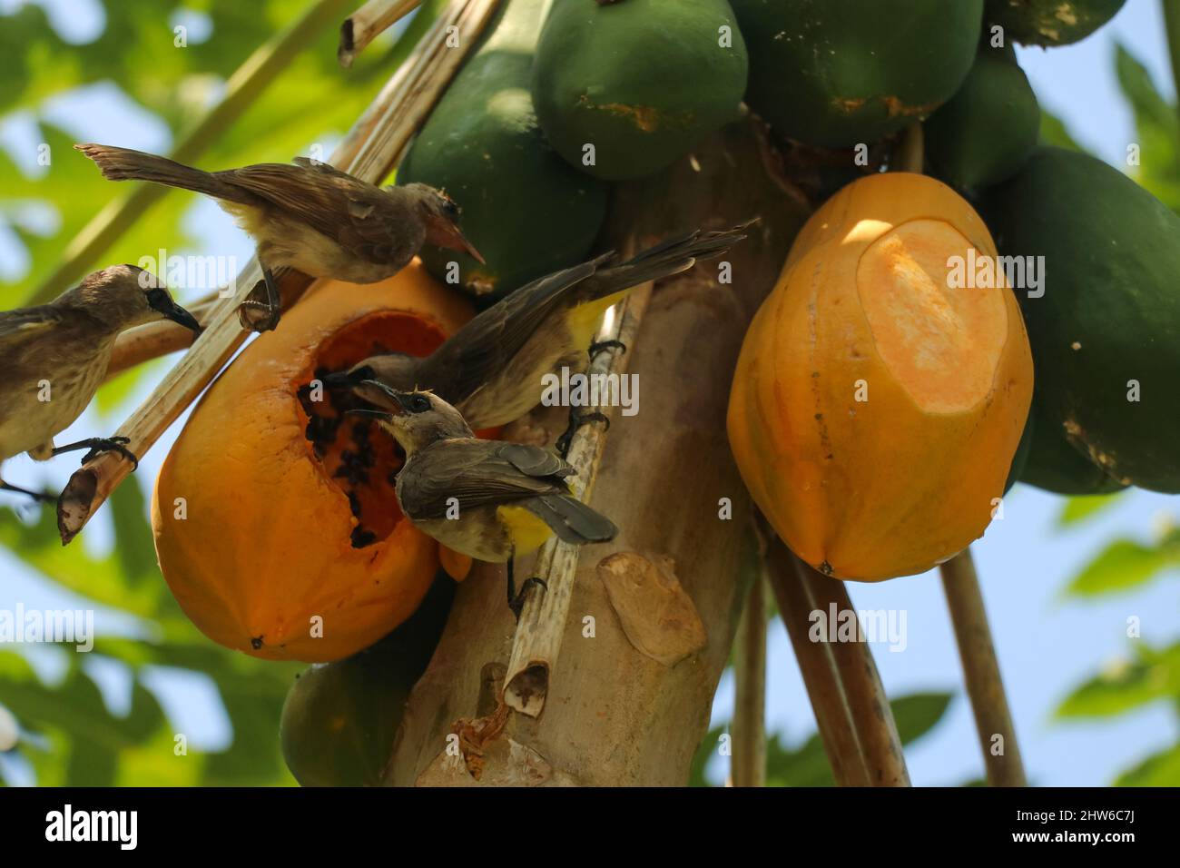 Birds eating fruit sitting on tree in tropical jungle forest Stock ...