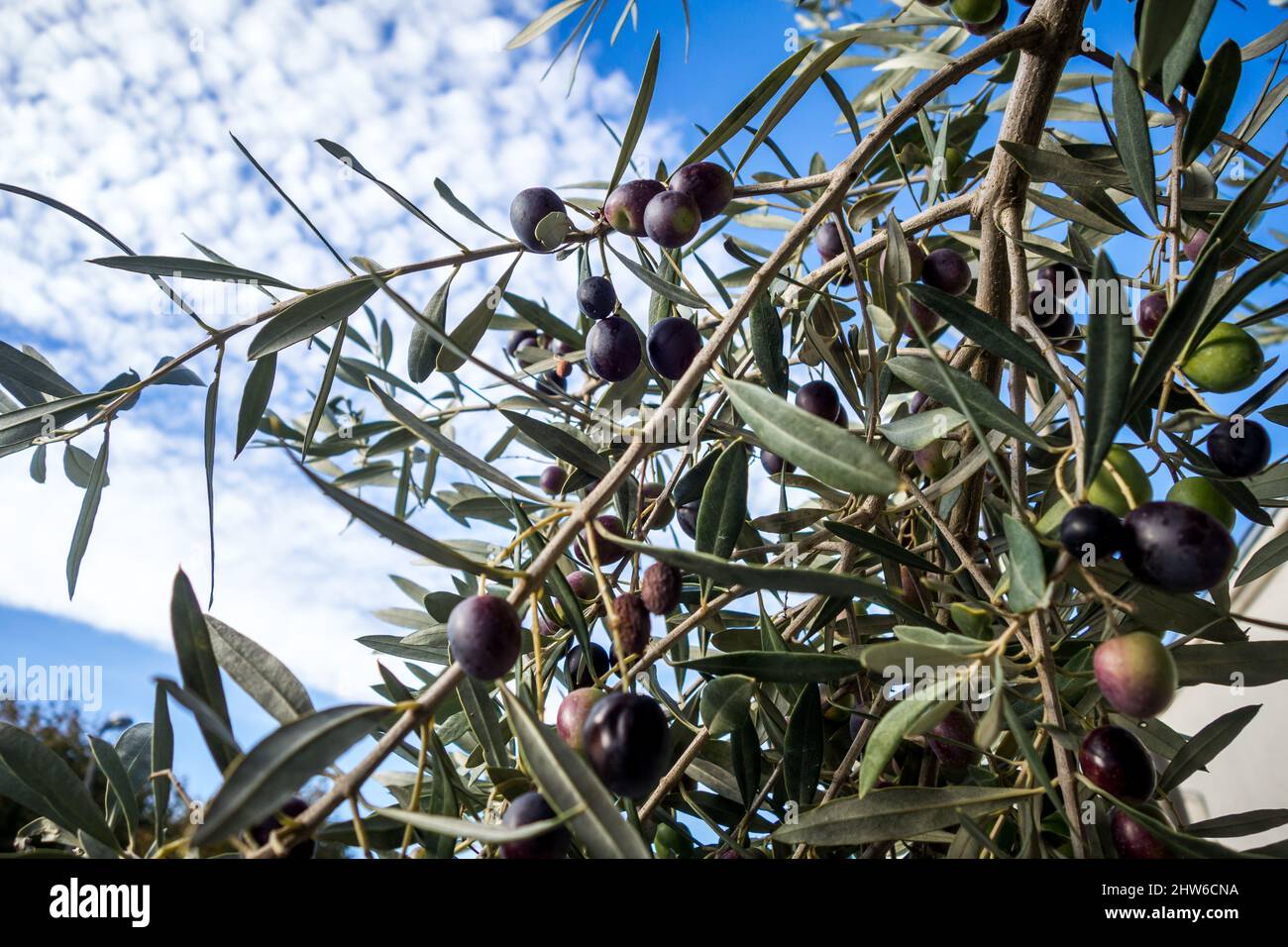 Olive three hi-res stock photography and images - Alamy