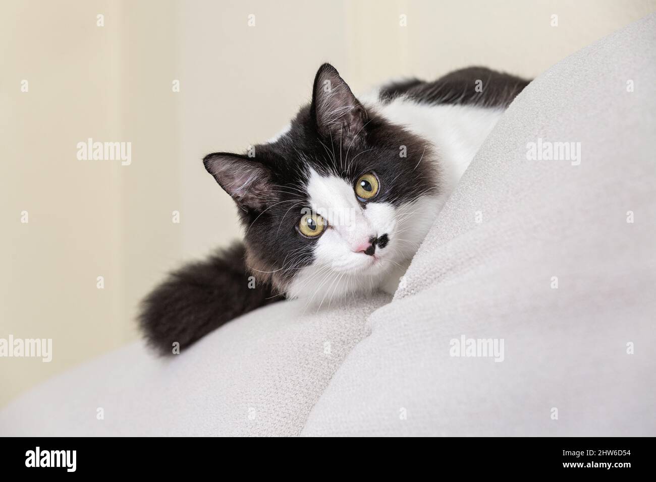 Cat hiding sofa hi-res stock photography and images - Alamy