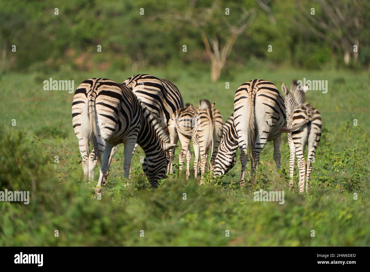 Group of zebras in the safari in Africa Stock Photo - Alamy