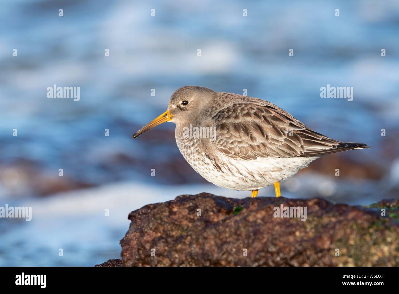 Purple Sandpiper (Calidris maritima) on the Yorkshire coast in winter ...