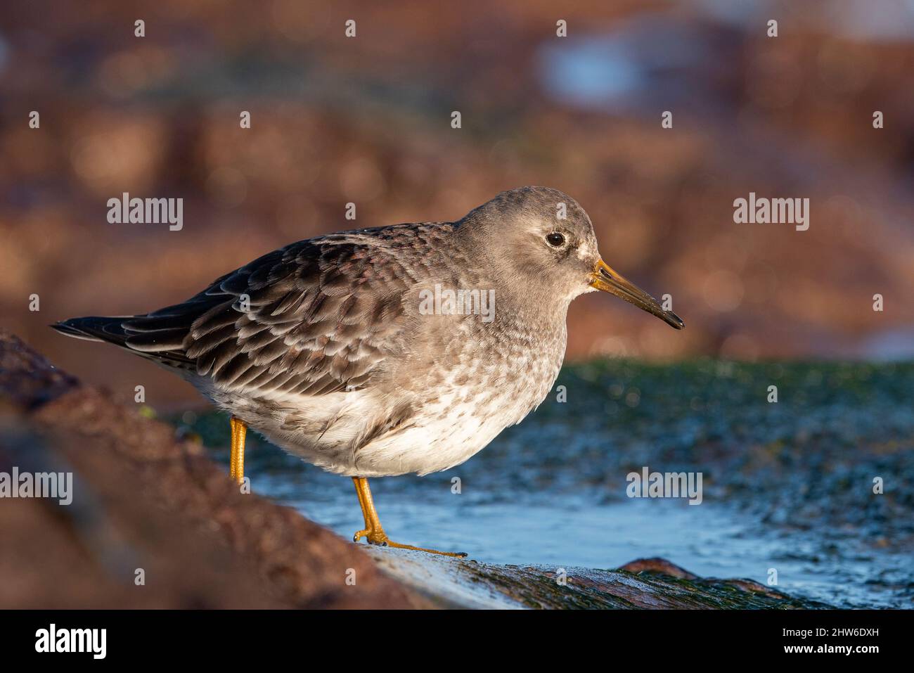 Purple sandpiper winter plumage hi-res stock photography and images - Alamy