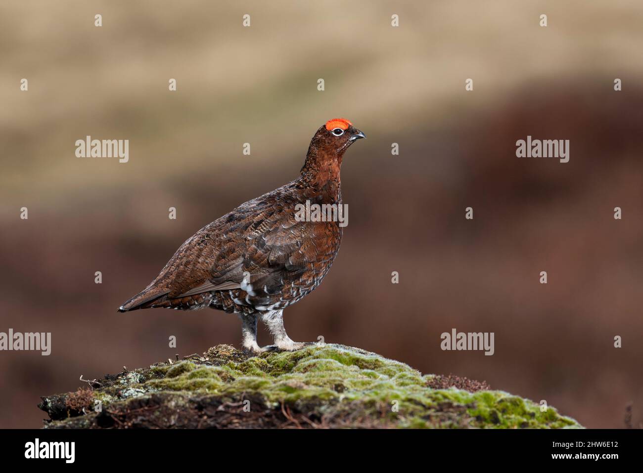 Male Red Grouse (Lagopus lagopus scotica) sat on a mound with blue sky ...