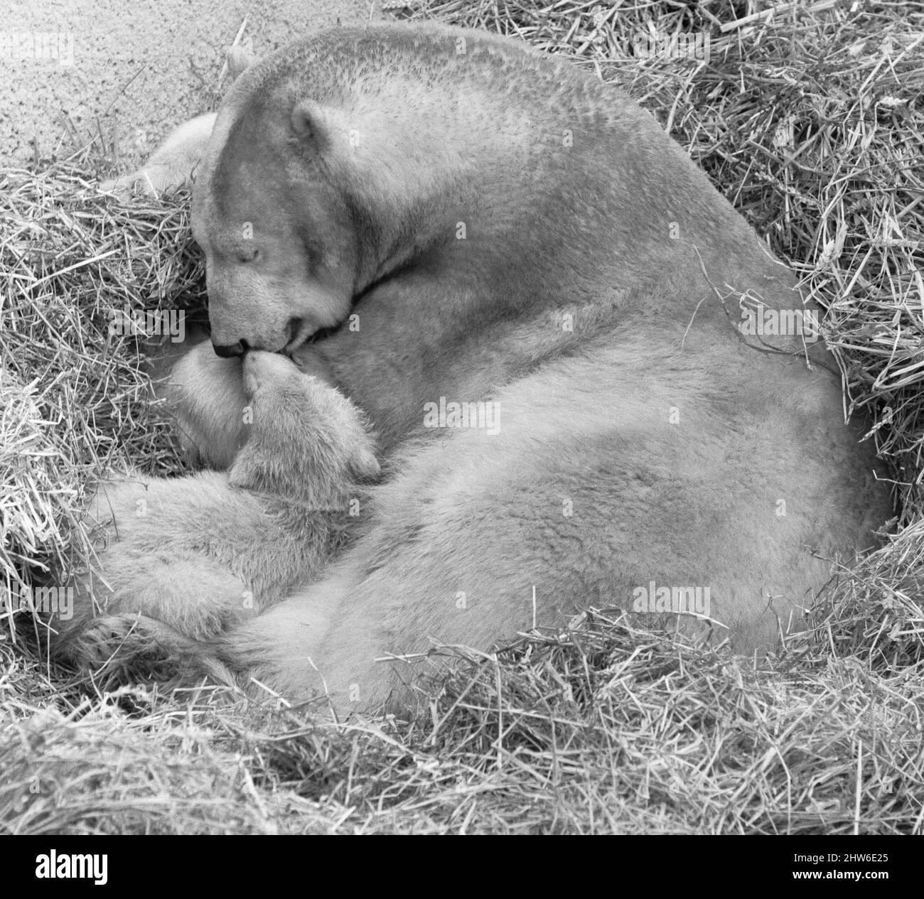 Pipaluk the polar bear cub ventures out of his private den on to the ...