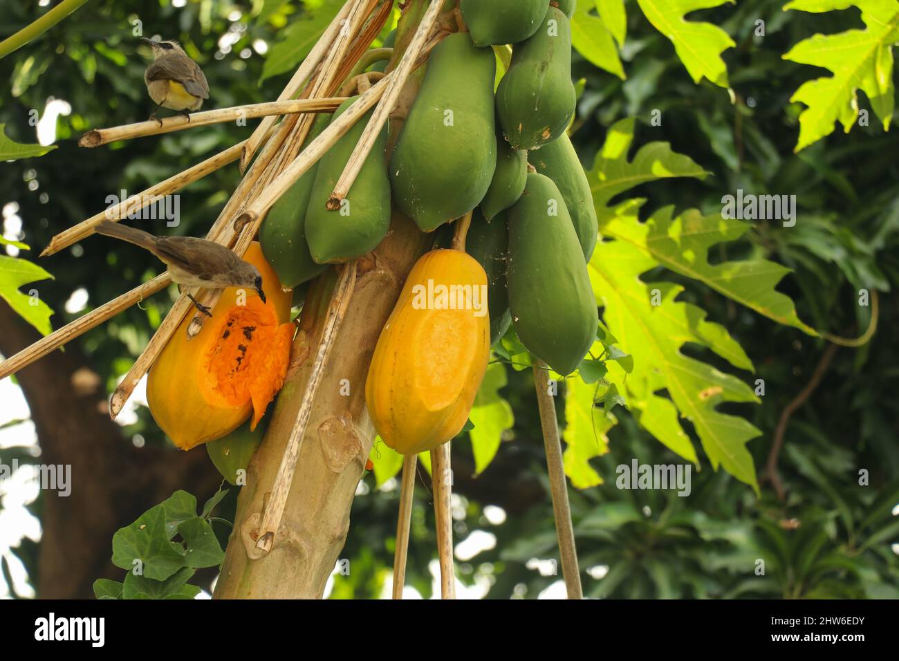 Birds eat tropical fruits and seeds on a tree. A Colorful bird is ...