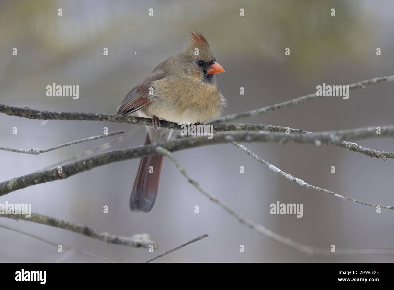 Northern cardinal (Cardinalis cardinalis) sitting on a branch Stock ...