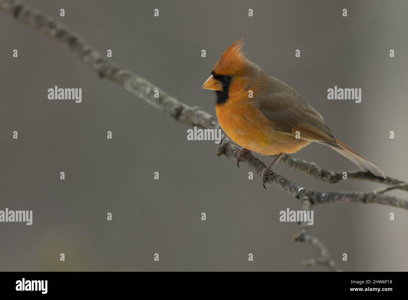 Orange northern cardinal (Cardinalis cardinalis) sitting on a branch ...