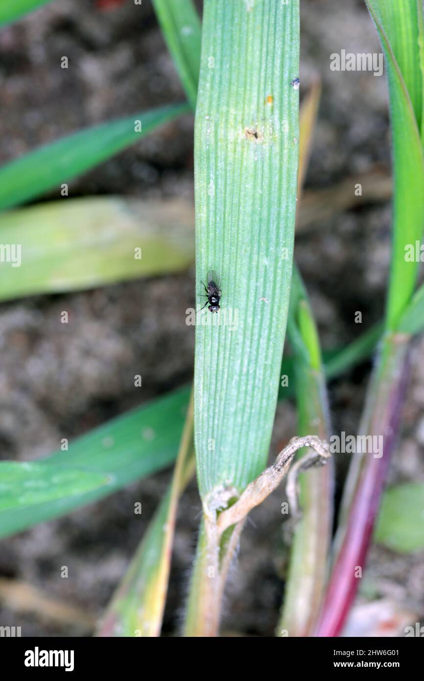 Oscinella frit is a European species of fly and member of the family ...