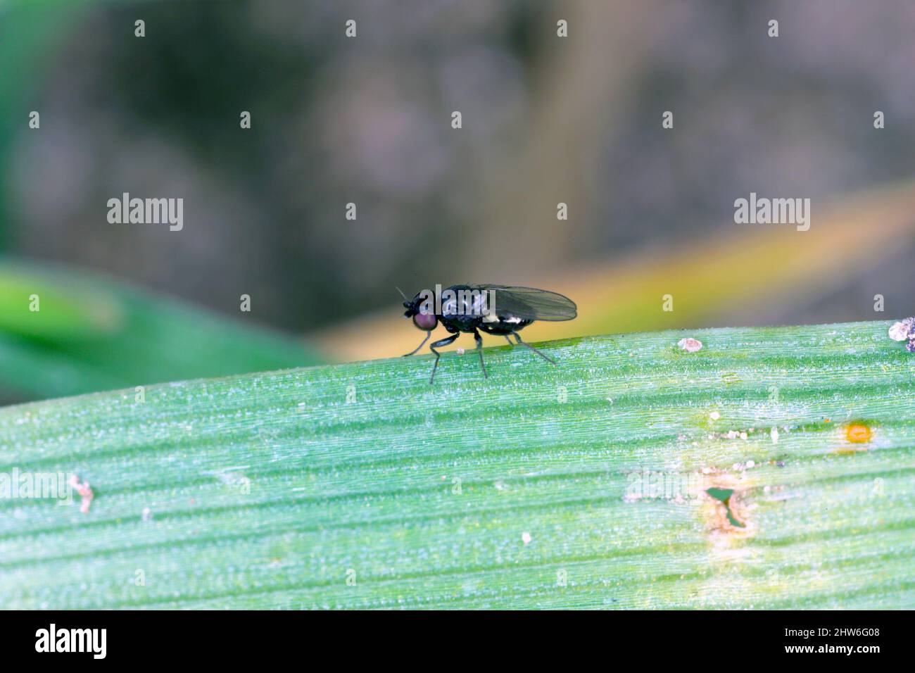 Oscinella frit is a European species of fly and member of the family ...