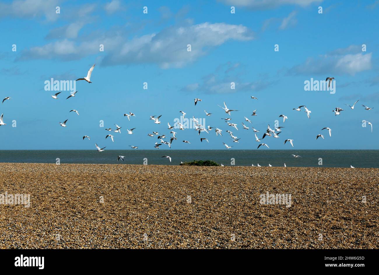 Kent coastal birds hi-res stock photography and images - Alamy