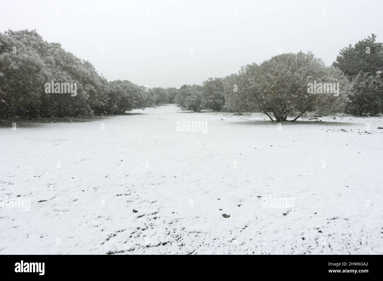 white snow falling on ground with trees color of Sicily landscape in ...