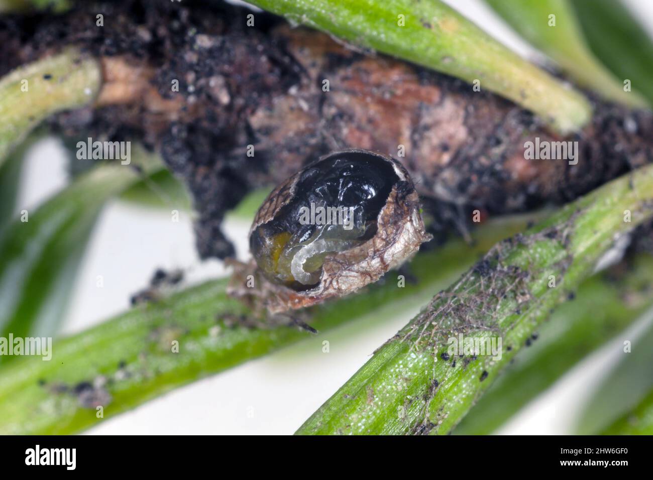 Hymenoptera parasitoid pupa in the body of a parasitized aphid Stock ...