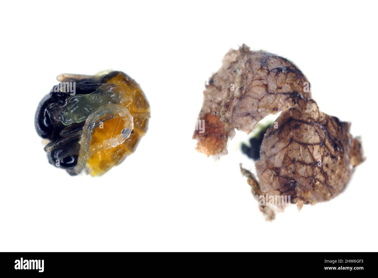 Hymenoptera parasitoid pupa in the body of a parasitized aphid Stock ...