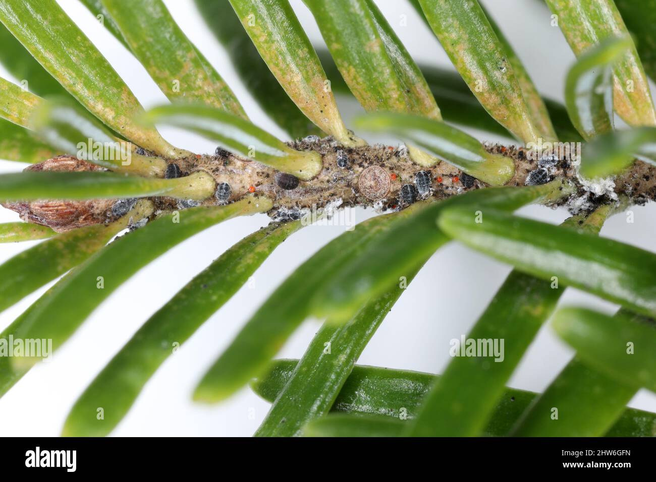 Silver Fir Woolly Aphid -Dreyfusia nordmannianae on a fir tree shoot ...