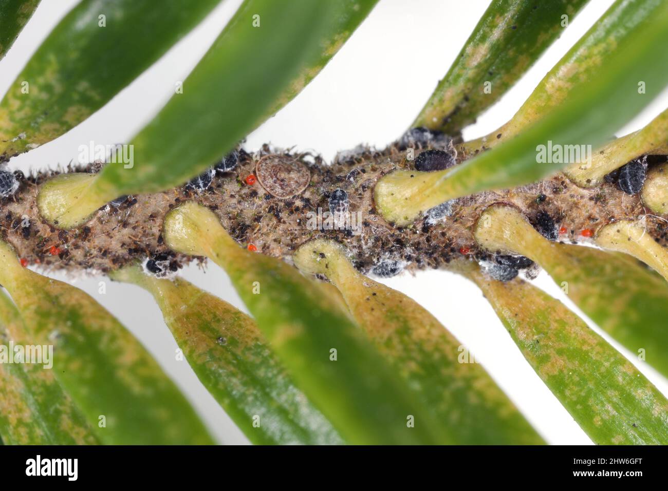 Woolly aphid disease hi-res stock photography and images - Alamy