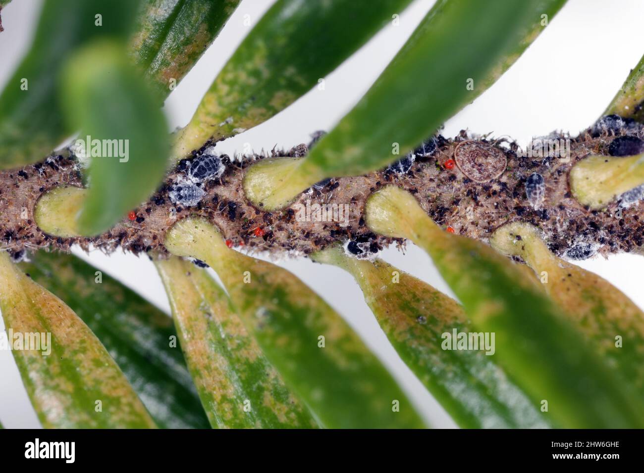 Silver Fir Woolly Aphid -Dreyfusia nordmannianae on a fir tree shoot ...