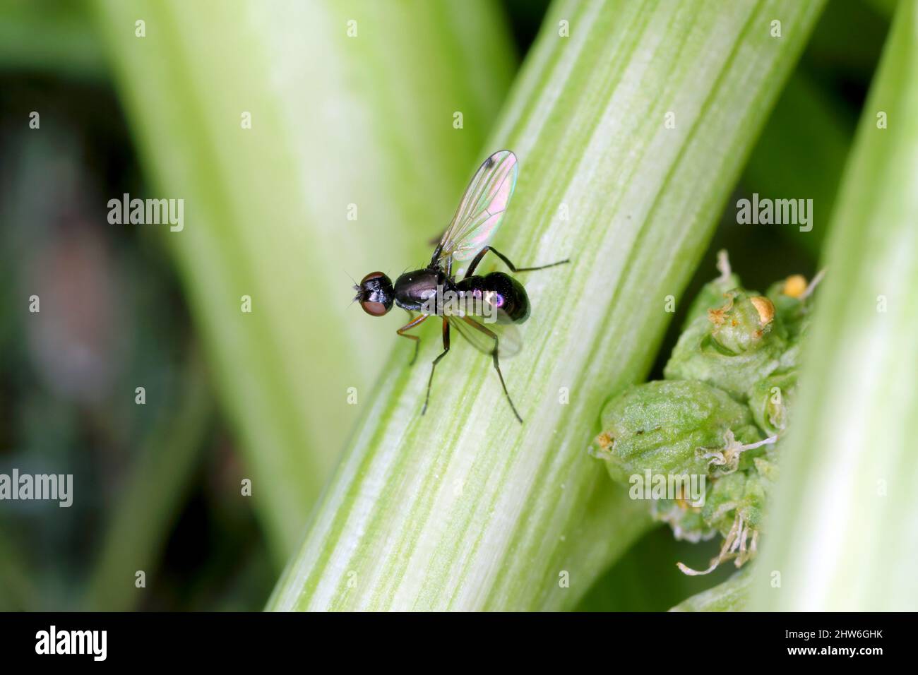 Fly eye magnification hi-res stock photography and images - Alamy