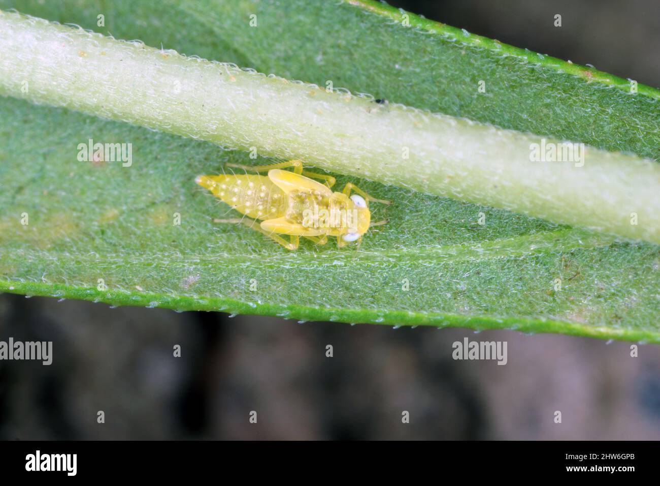 Nymph, larva of leafhopper on a damaged hemp leaf. These plant pests ...