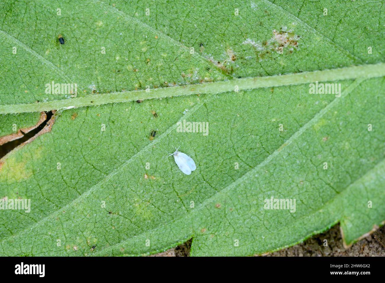 Close-up of Red spider mites (Tetranychus urticae) and The ash whitefly ...