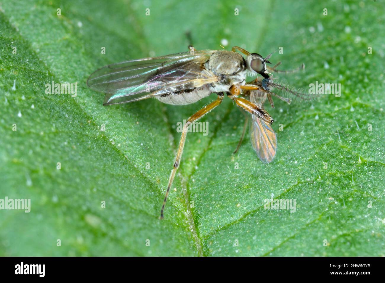 Platypalpus sp. Hybotidae commonly known dance flies with hunted fly ...
